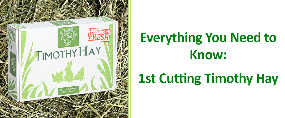 First Cut Timothy Hay: Everything You Need to Know | Small Pet Select