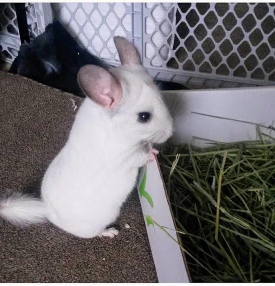 First Cut Timothy Hay: Everything You Need to Know | Small Pet Select