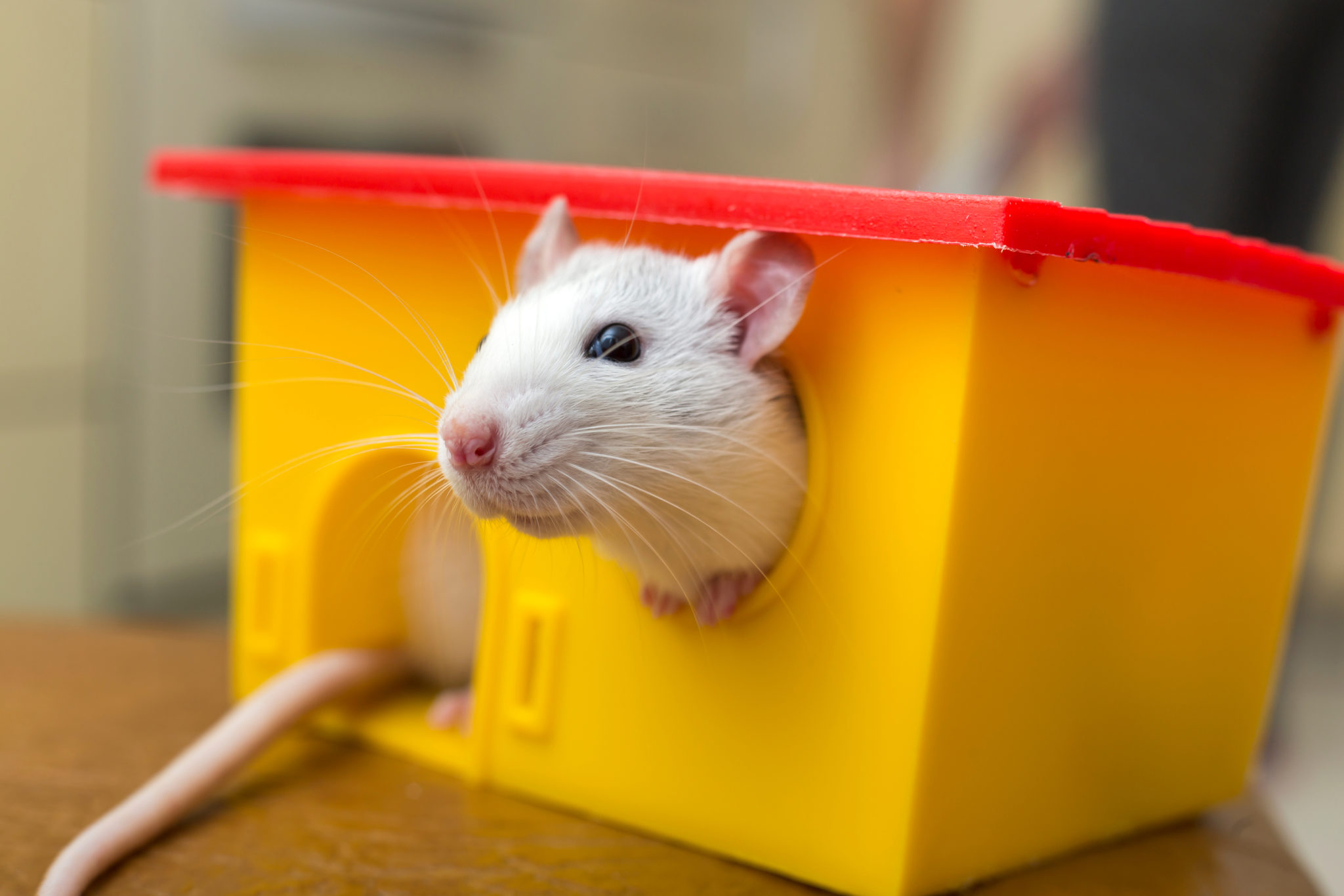 Mice Anatomy 101 | Small Pet Select