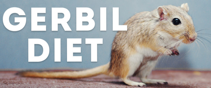 Gerbil Diet: What's on the Menu? | Small Pet Select