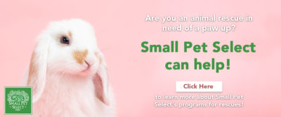 Thymoma in Rabbits: Just the Facts | Small Pet Select