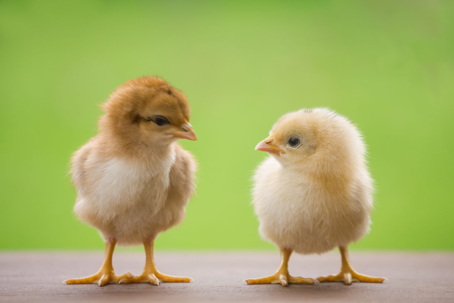 What to Look for When Choosing Baby Chicks | Small Pet Select