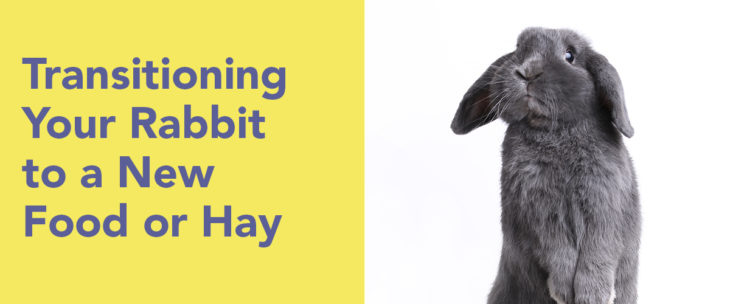 Transitioning Your Rabbit to a New Food or Hay | Small Pet Select