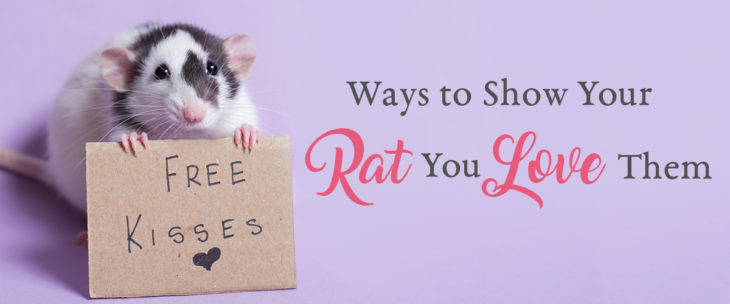 Ways to Show Your Rat You Love Them | Small Pet Select