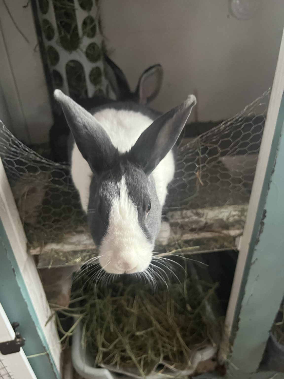 Rabbit Anatomy: Ears to Floof Poof | Small Pet Select