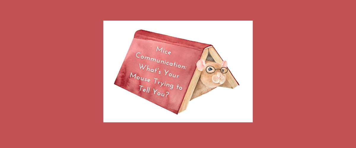 Mice Communication: What's Your Mouse Trying to Say? | Small Pet Select