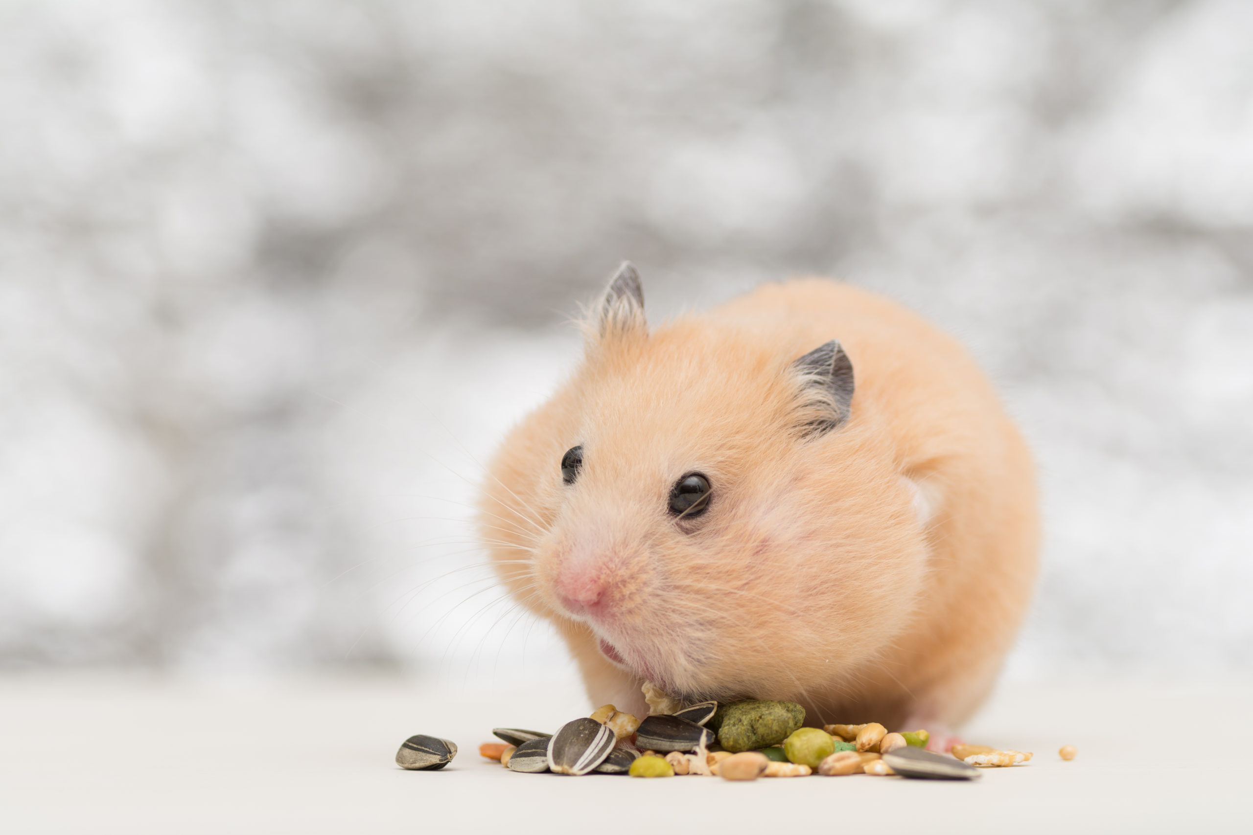 Hamster Anatomy What Does It Consist Of Small Pet Select