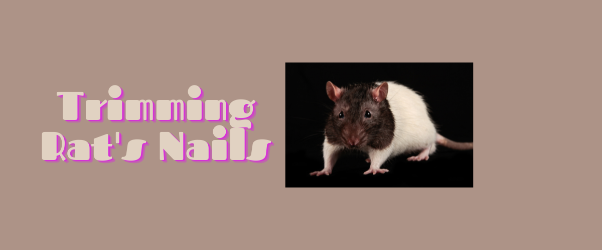 Pawdicure time! Trimming rat's nails. | Small Pet Select