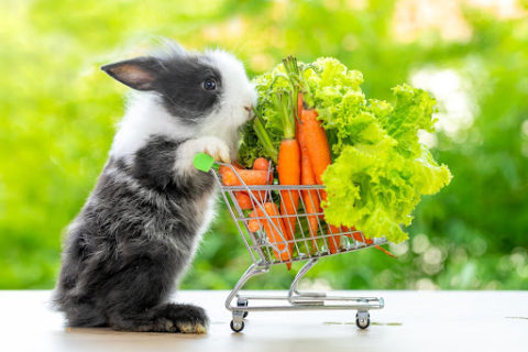 What NOT To Feed Your Rabbit (Toxic & Unhealthy Foods) | Small Pet ...