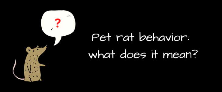 Pet rat behavior: what does it mean? | Small Pet Select