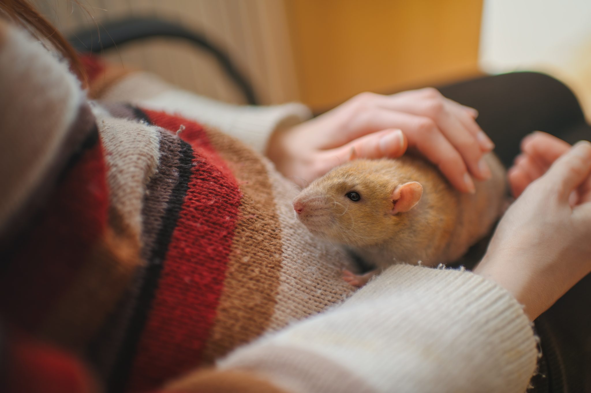 Pet rat behavior: what does it mean? | Small Pet Select
