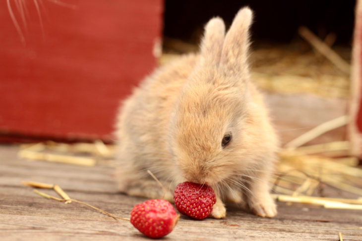 What NOT To Feed Your Rabbit (Toxic & Unhealthy Foods) | Small Pet ...