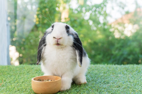 What NOT To Feed Your Rabbit (Toxic & Unhealthy Foods) | Small Pet ...