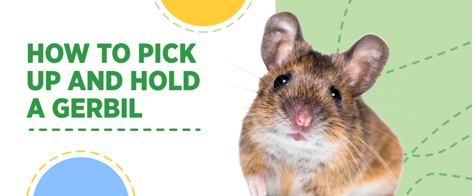 How to pick up and hold a gerbil | Small Pet Select