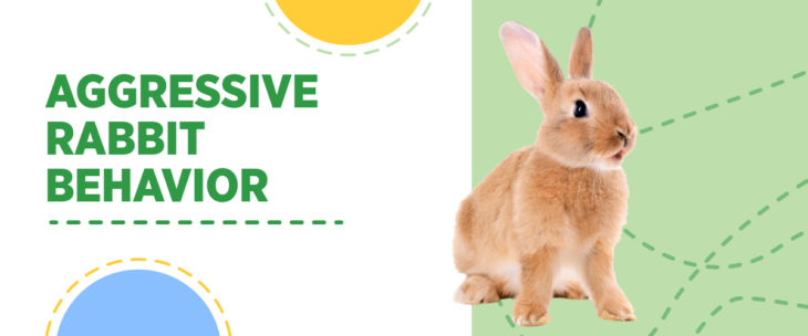 Aggressive Rabbit Behavior: Causes and Solutions | Small Pet Select