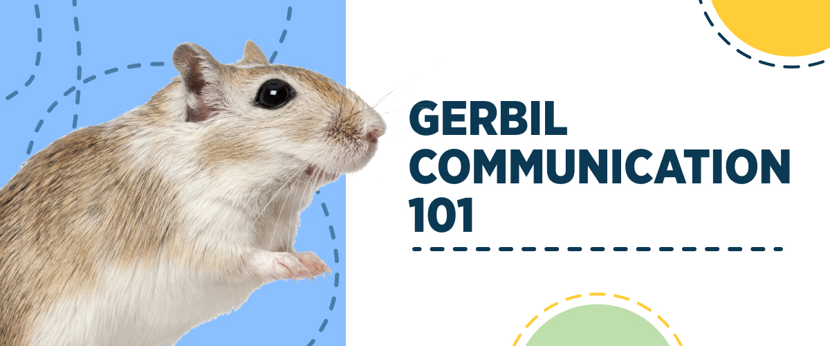 Gerbil Communication 101 | Small Pet Select