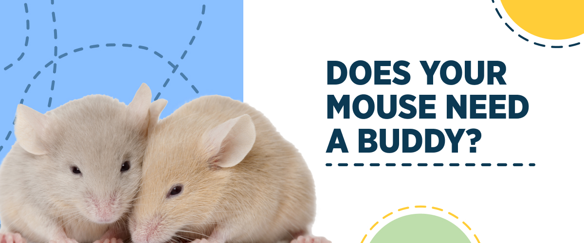 Does your mouse need a buddy? | Small Pet Select