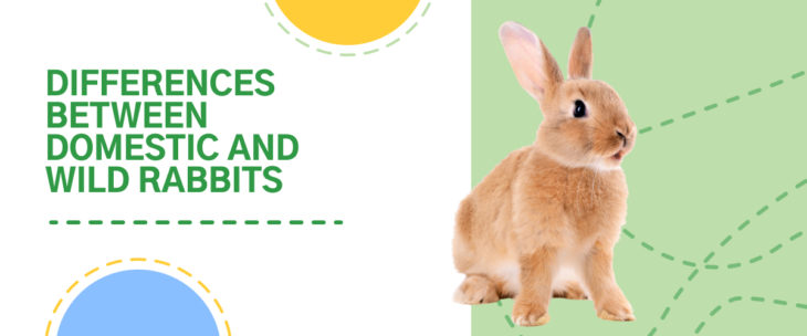 Differences between domestic & wild rabbits: 5 fun facts | Small Pet Select