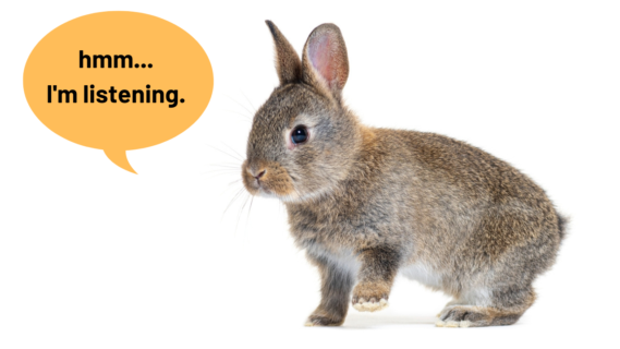 5 Ways to Get Your Rabbit To Eat More Timothy Hay | Small Pet Select ...