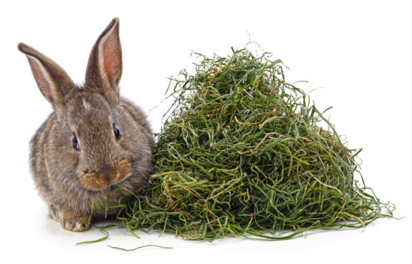 5 Ways to Get Your Rabbit To Eat More Timothy Hay | Small Pet Select ...