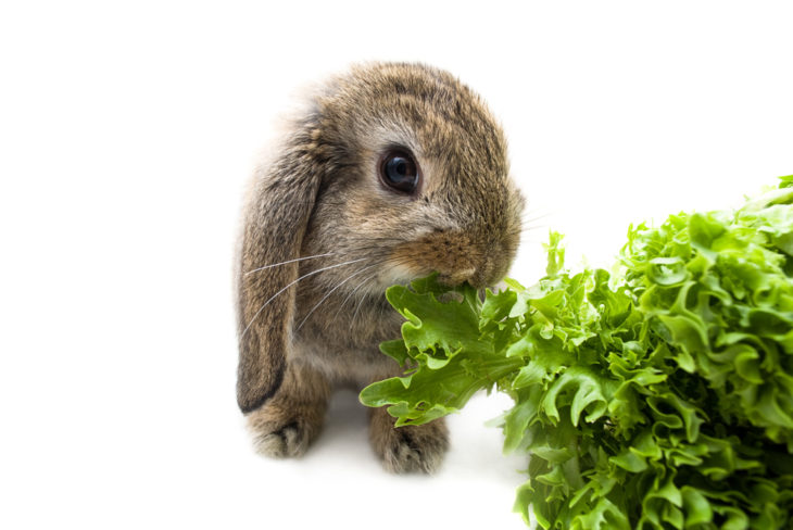 The Top 20 Human Foods Rabbits Can Eat | Small Pet Select Blogs | Small ...