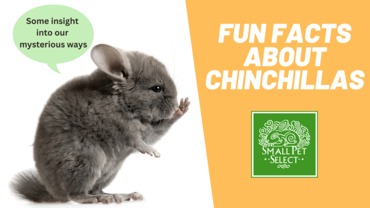 10 Chinchilla Fun Facts Indoor Chinchilla Owners Need To Know | Small ...