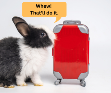 The Ultimate Rabbit Habitat – Quick Setup | Small Pet Select Blogs ...