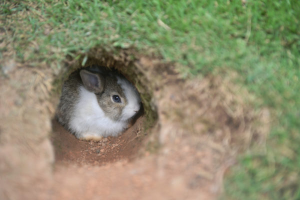 The Ultimate Rabbit Habitat – Quick Setup | Small Pet Select Blogs ...