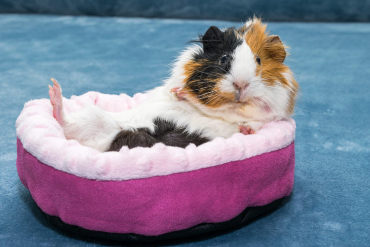 5 Essential Guinea Pig Supplies Every Beginner Needs | Small Pet Select ...