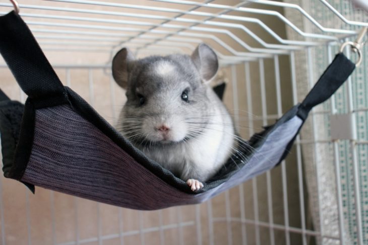 10 Chinchilla Fun Facts Indoor Chinchilla Owners Need To Know | Small ...