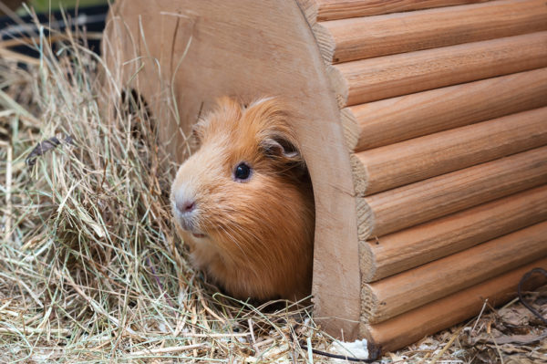 5 Essential Guinea Pig Supplies Every Beginner Needs | Small Pet Select ...