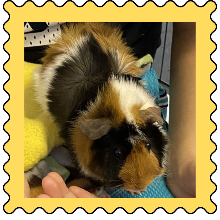 March 11, 2023: WC-SHAMROCK | Small Pet Select