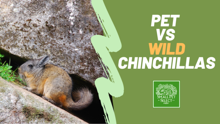 Chinchilla Pets Vs. Chinchillas In The Wild (Care & Nutrition) | Small ...