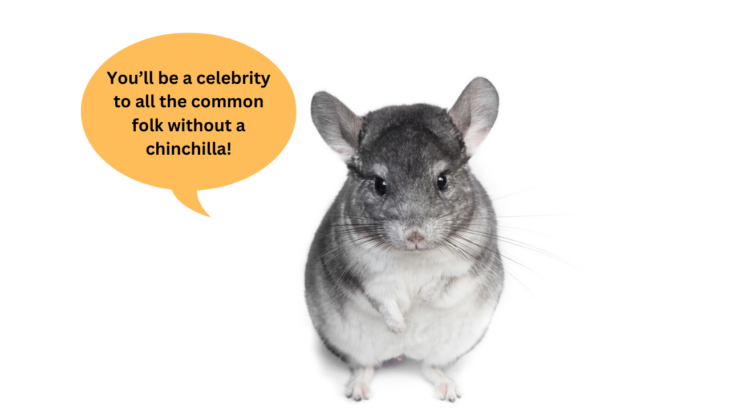 Chinchilla Cages: What You Should Know Before Buying | Small Pet Select ...