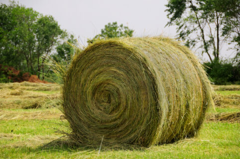 What is Orchard Hay? (Is It Better Than Timothy Hay?) | Small Pet ...