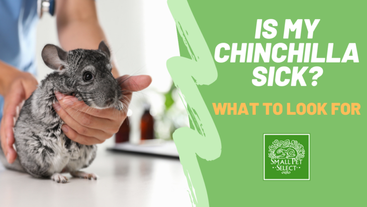 Is My Chinchilla Sick? Common Signs To Look Out For | Small Pet Select ...