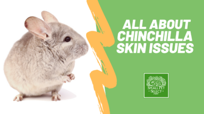Chinchilla Skin Issues? Here’s What You Need To Know | Small Pet Select ...