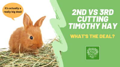 2nd vs 3rd Cutting Timothy Hay For Rabbits: What’s The Deal? | Small ...