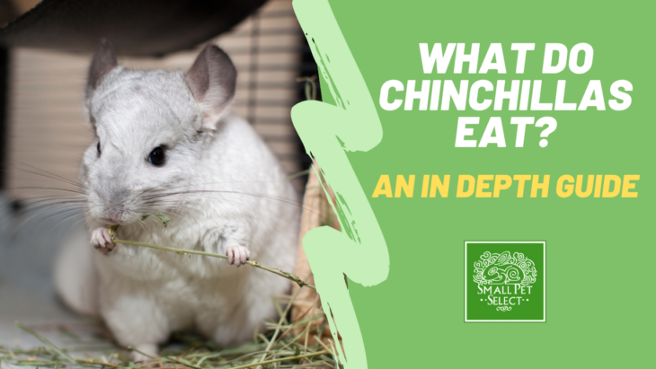 What Do Chinchillas Eat? A Comprehensive Nutrition Guide | Small Pet ...