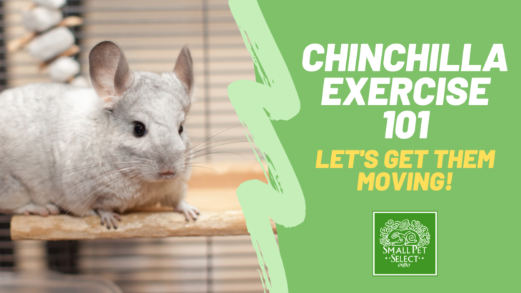 Chinchilla Exercise 101: A Guide To Promoting Physical Activity | Small ...