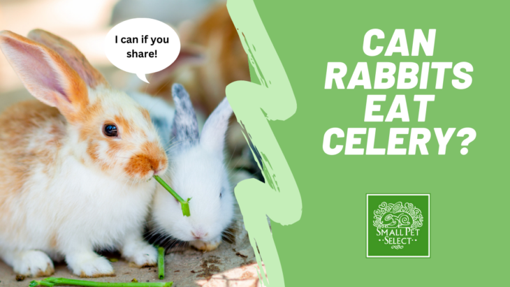 Crunchy Conundrum: Can Rabbits Eat Celery? | Small Pet Select Blogs ...