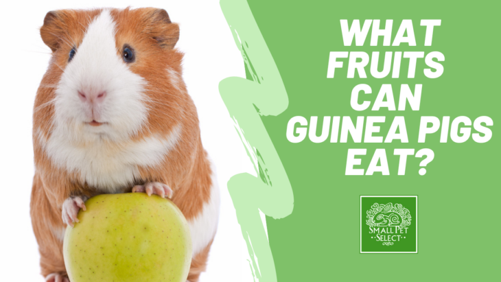 What Fruits Can Guinea Pigs Eat? (And How Much?) | Small Pet Select Blogs | Small Pet Select