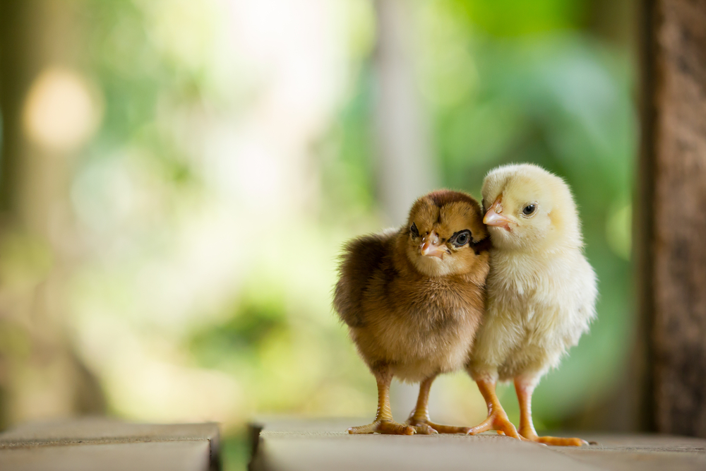 How To Pick Chicks | Small Pet Select Blogs