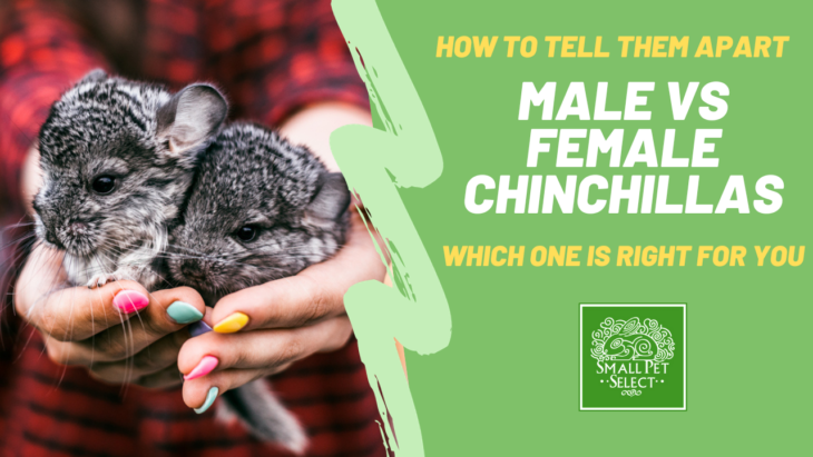 Male Vs Female Chinchilla: Differences Explained | Small Pet Select ...