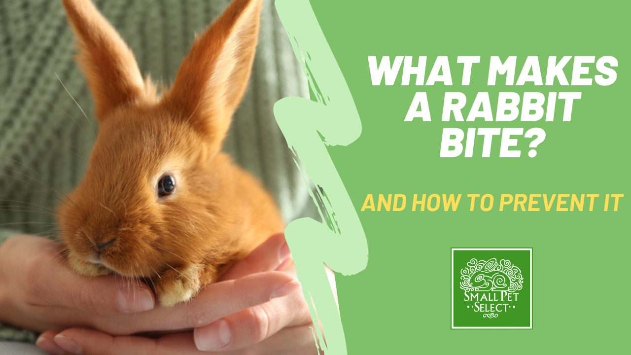 What Makes a Rabbit Bite? | Small Pet Select Blogs | Small Pet Select