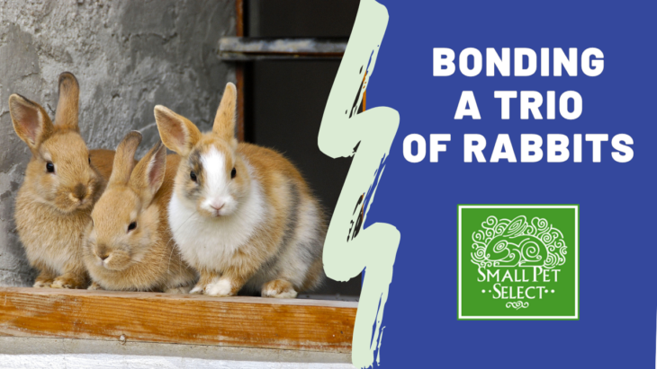 Three’s Company: A Guide to Bonding a Trio of Bunnies | Small Pet ...