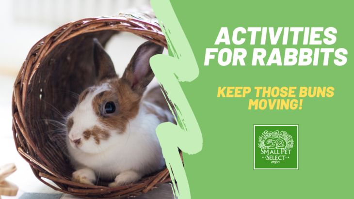 Rabbit Exercise: Activities For a Happy, Healthy Bunny | Small Pet ...