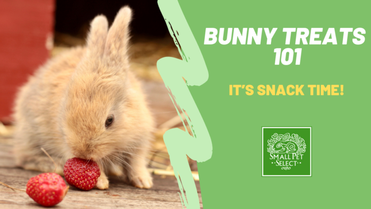 Bunny Treats 101: The BEST Healthy Treats & Snacks for Rabbits | Small ...