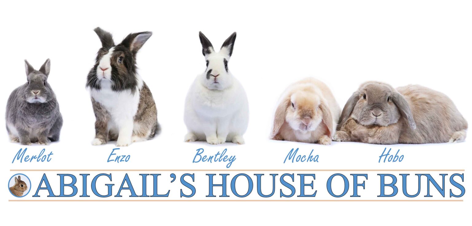 Abigail's House Of Buns - Chapter 102 - You Never Know | Small Pet Select