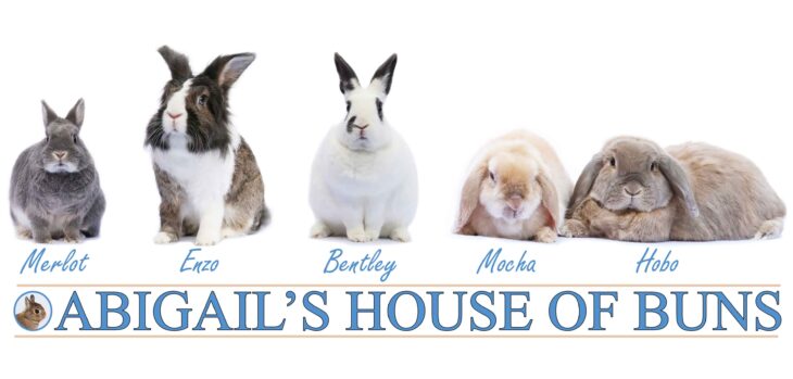 Abigail's House Of Buns - Chapter 102 - You Never Know | Small Pet Select